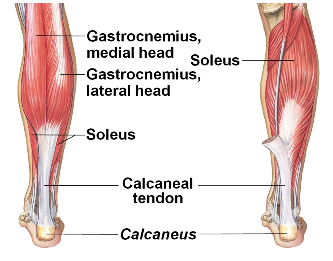 5 Great Exercises to Strengthen the Soleus: What, Why, and How